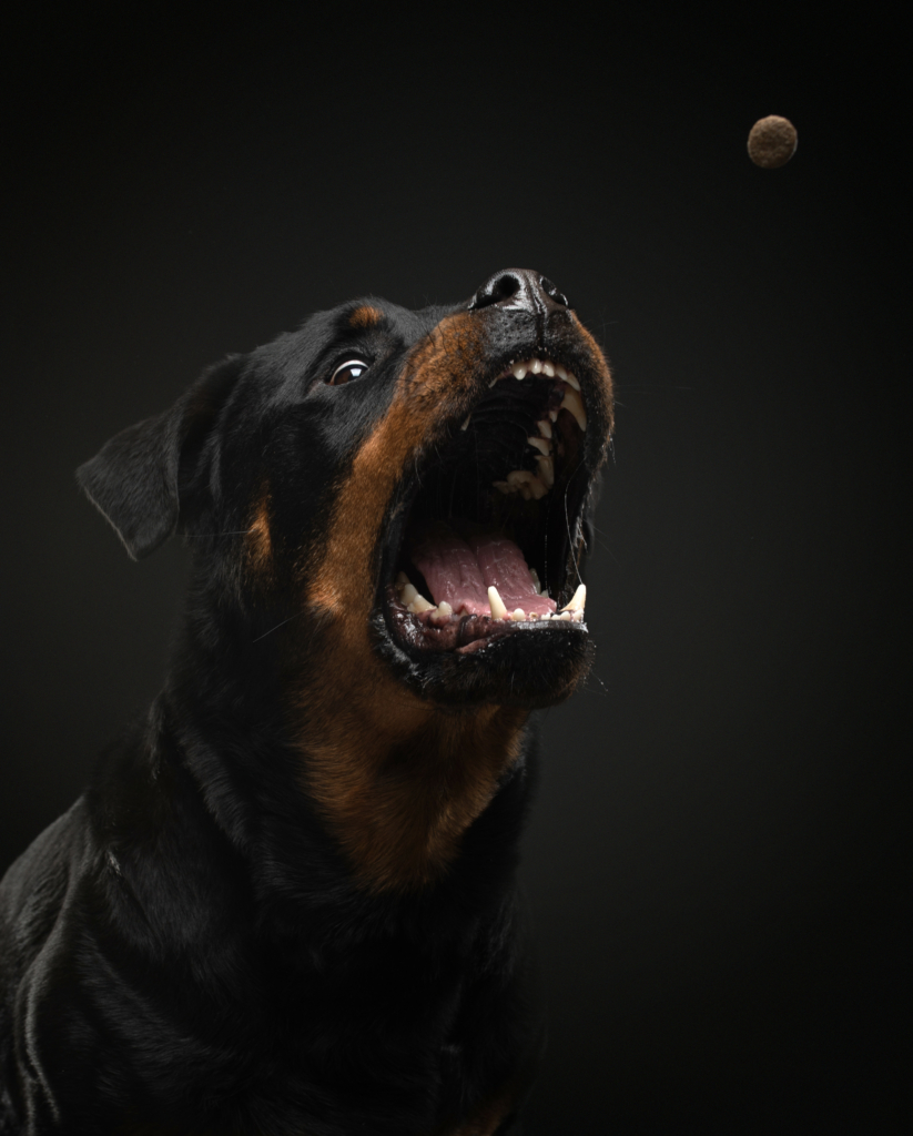 Hundefotografie: So gelingt Dir das perfekte Hunde-Foto